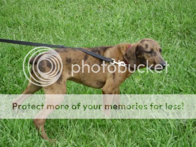 UKC Forums - Canadian Cur Pics