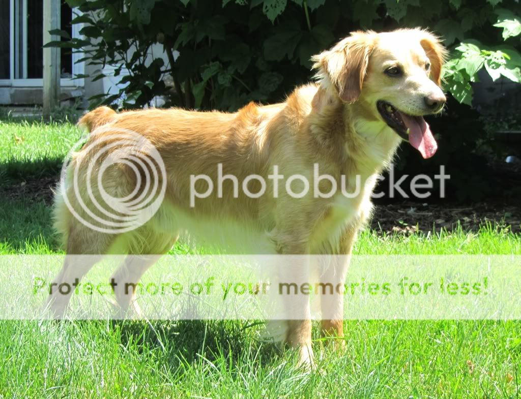 UKC Forums - justin new canadian cur pictures