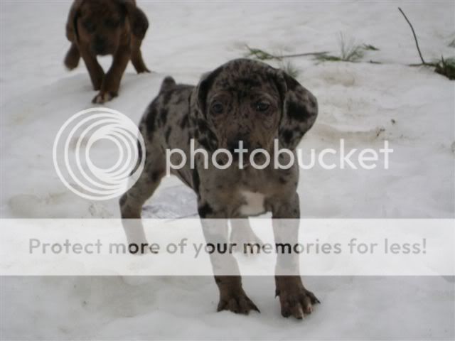 UKC Forums - Canadian Cur Pics