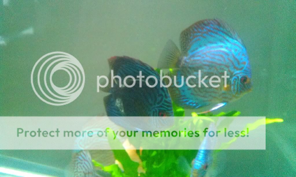 help! what is wrong with my discus? | British Columbia Aquarium Forums