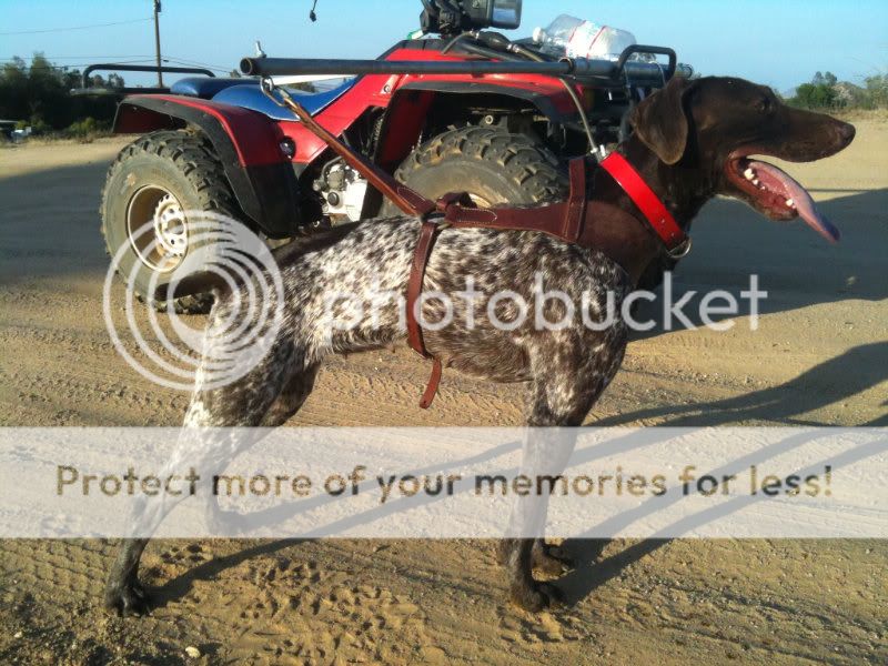 Roading with 4 wheeler - Gun Dog Forum