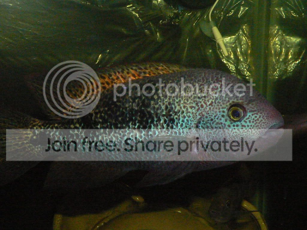 Vieja Hartwegi | MonsterFishKeepers.com